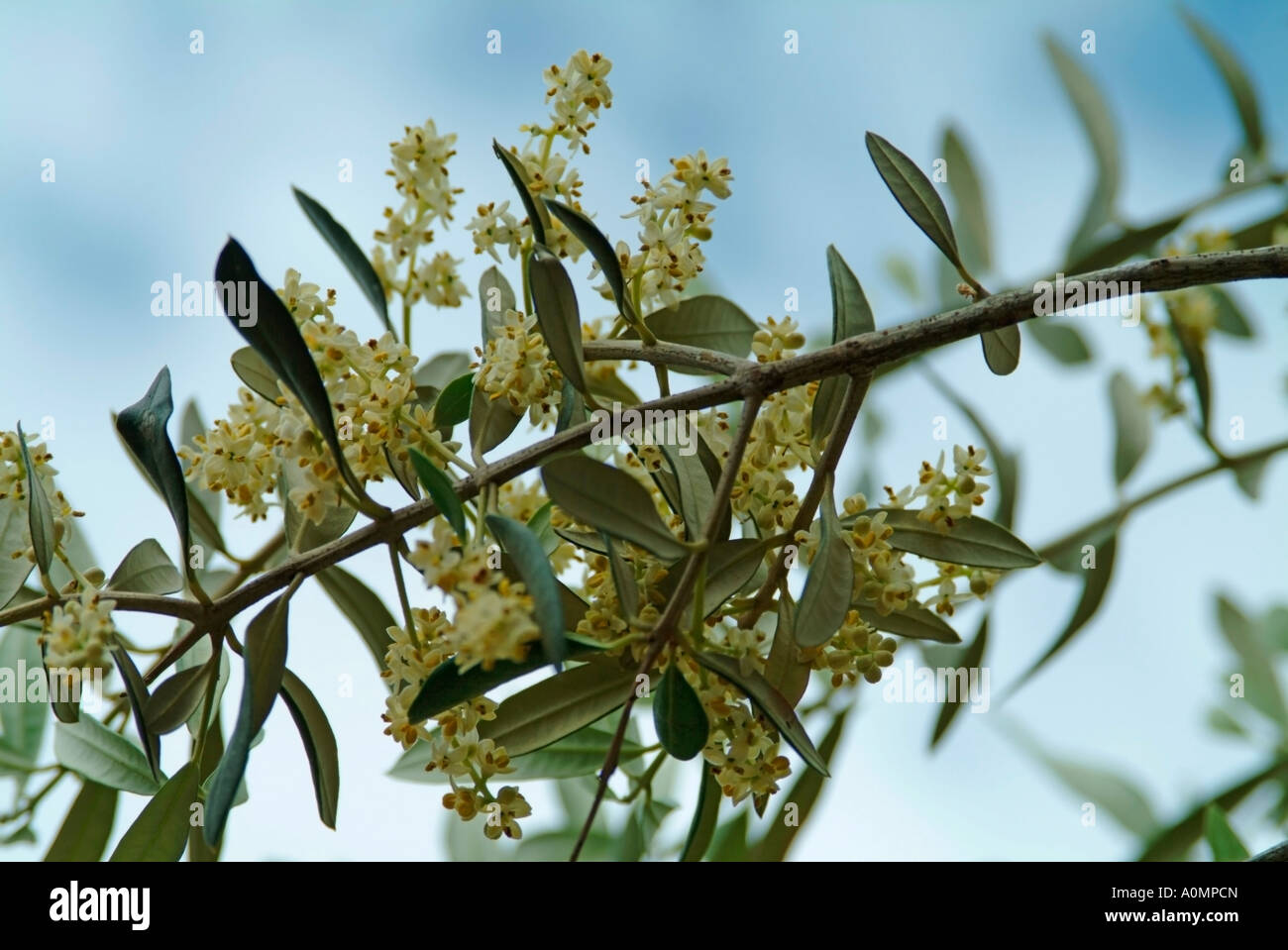 branch of blooming olive tree Stock Photo - Alamy