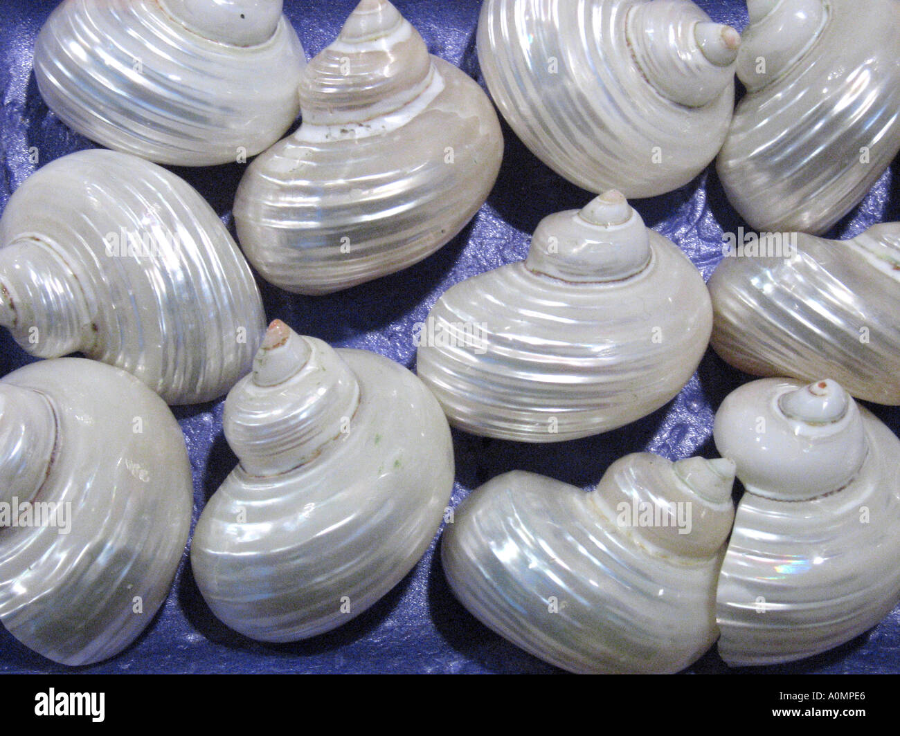 Snails shells hi-res stock photography and images - Alamy