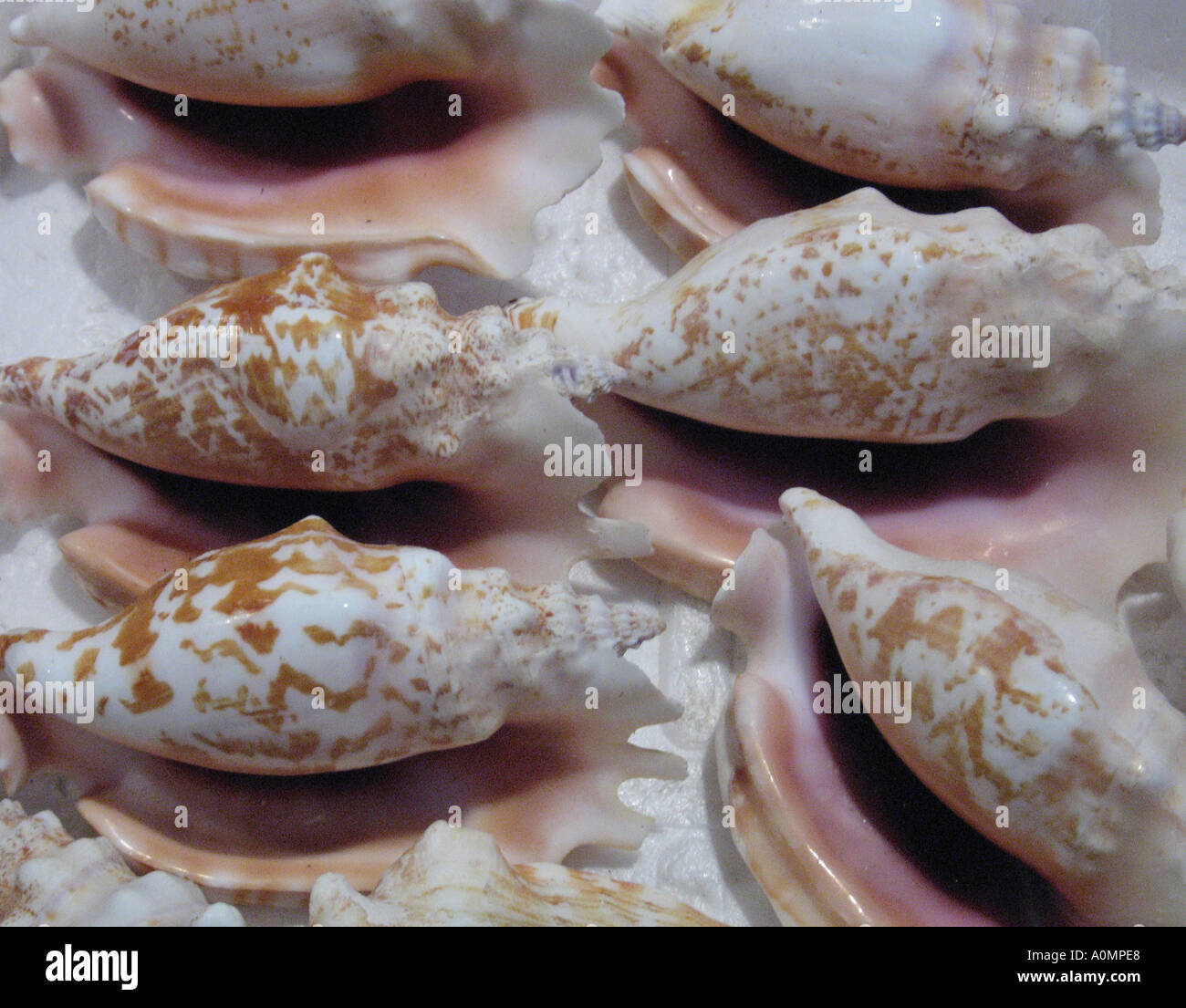 Shells of a sea mollusc Stock Photo - Alamy