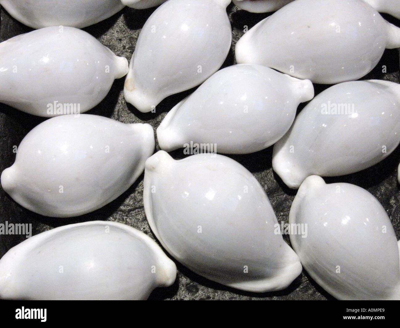 Shells of a sea mollusc Stock Photo - Alamy