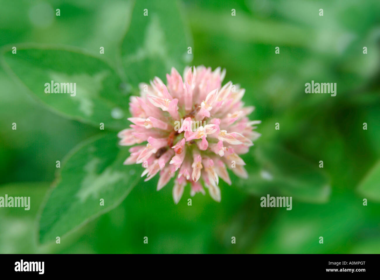And blooming clover hi-res stock photography and images - Alamy
