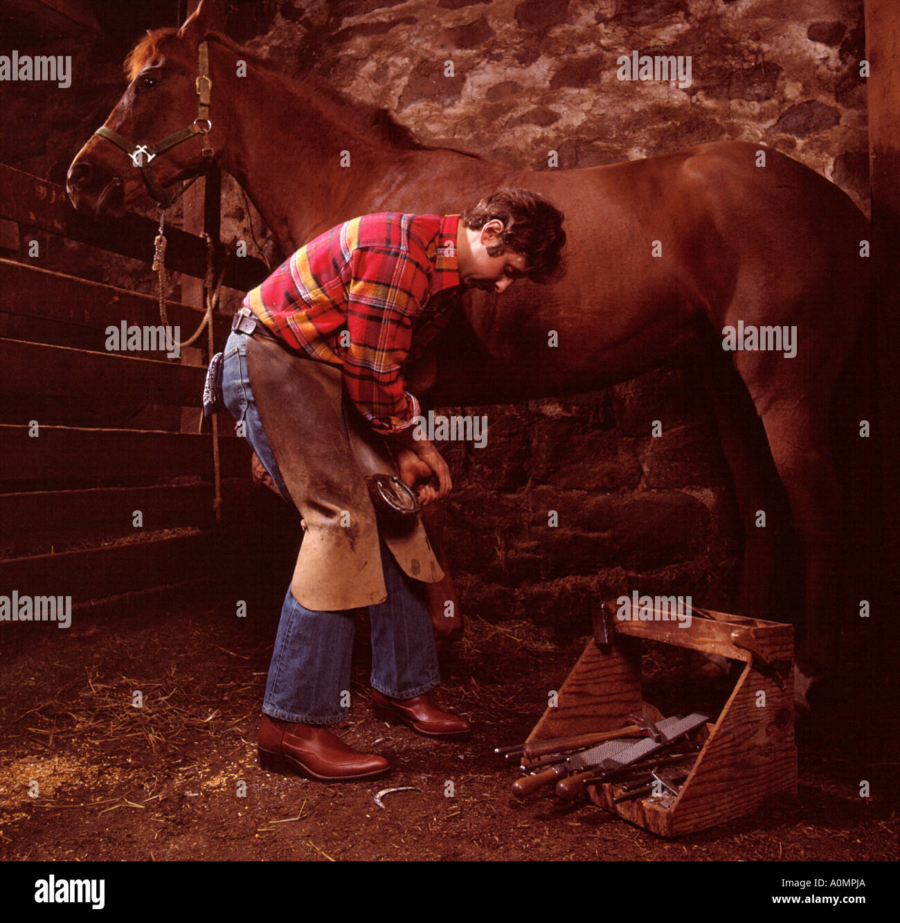 farrier blacksmith shoeing horse in barn stall copy space Stock Photo ...