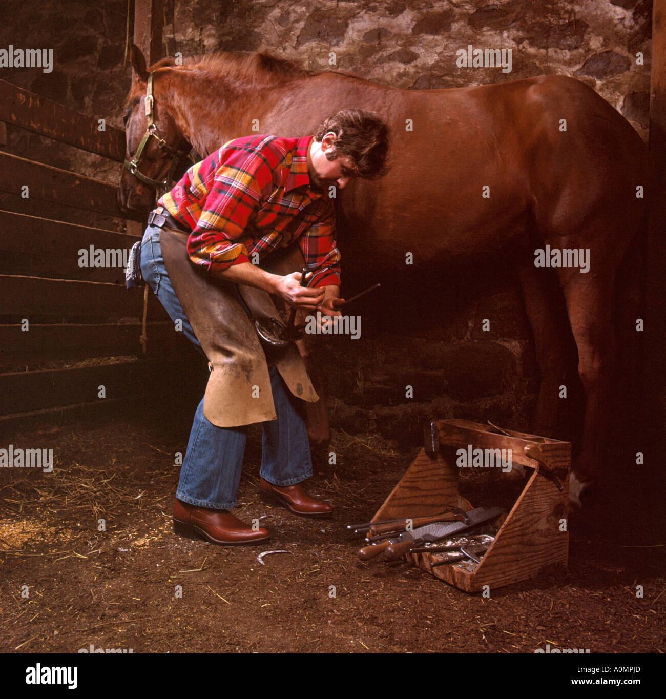 farrier blacksmith shoeing horse in barn stall copy space Stock Photo ...