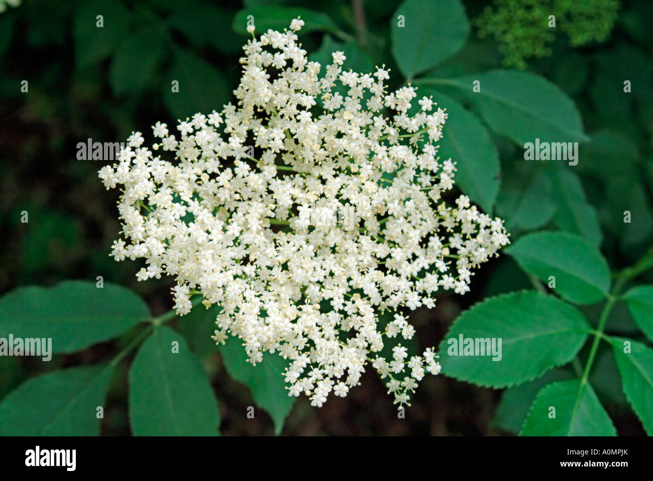 blooming elder in nature plant Sambucus nigra Stock Photo - Alamy