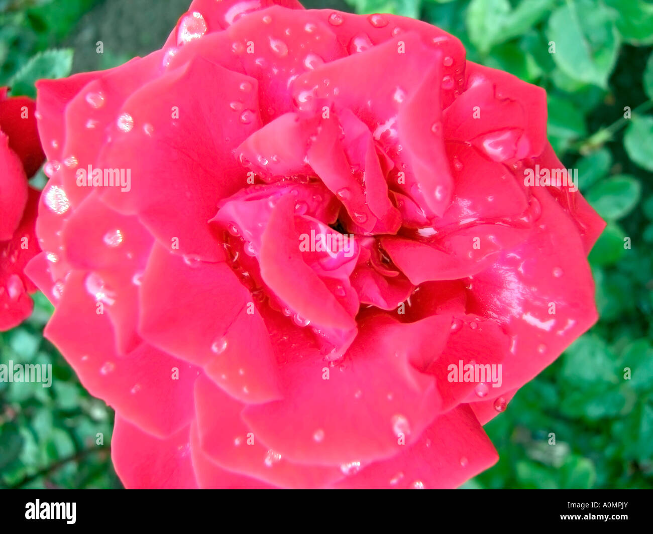 blooming red rose with water drops Stock Photo - Alamy