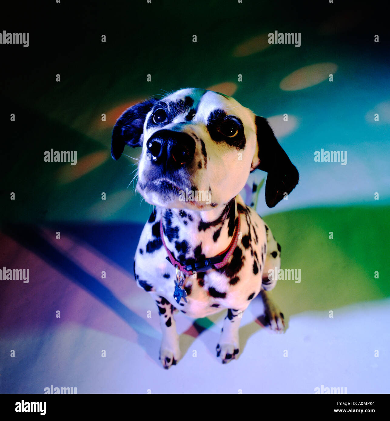 Dalmation illusion hi-res stock photography and images - Alamy