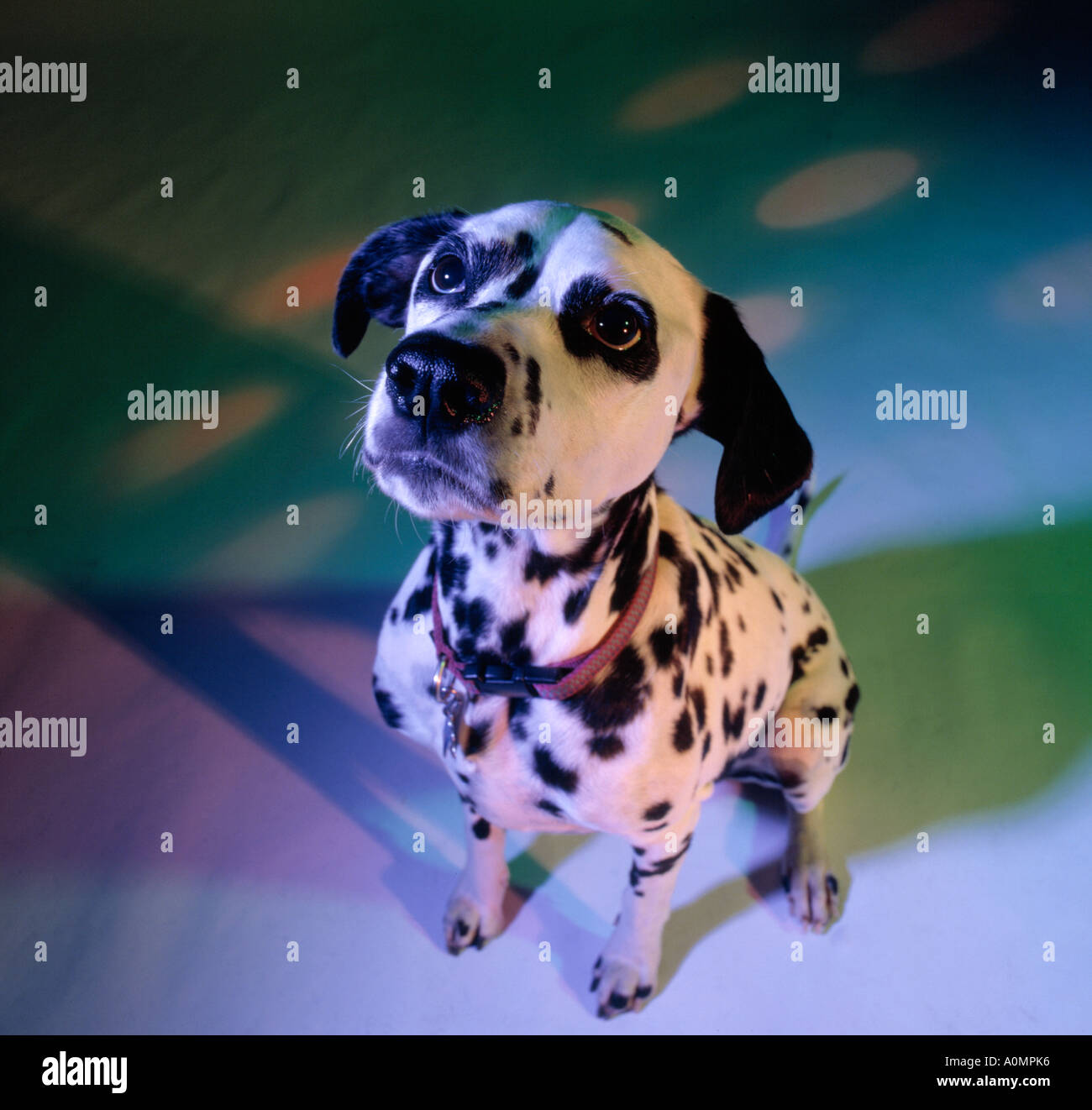 Dalmation dog illusion hi-res stock photography and images - Alamy