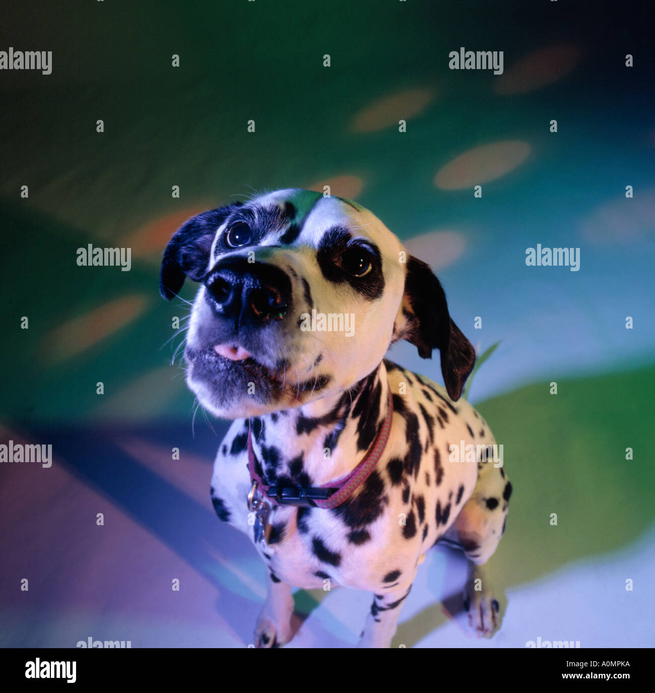 curious looking up dalmation Stock Photo - Alamy