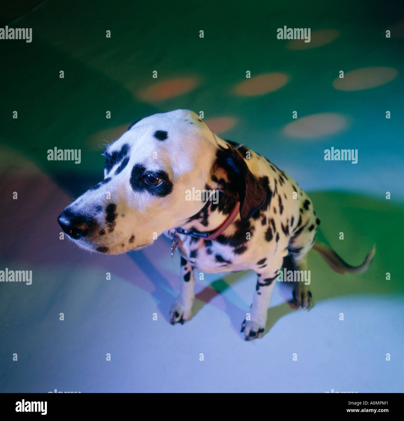 Dalmation dog illusion hi-res stock photography and images - Alamy