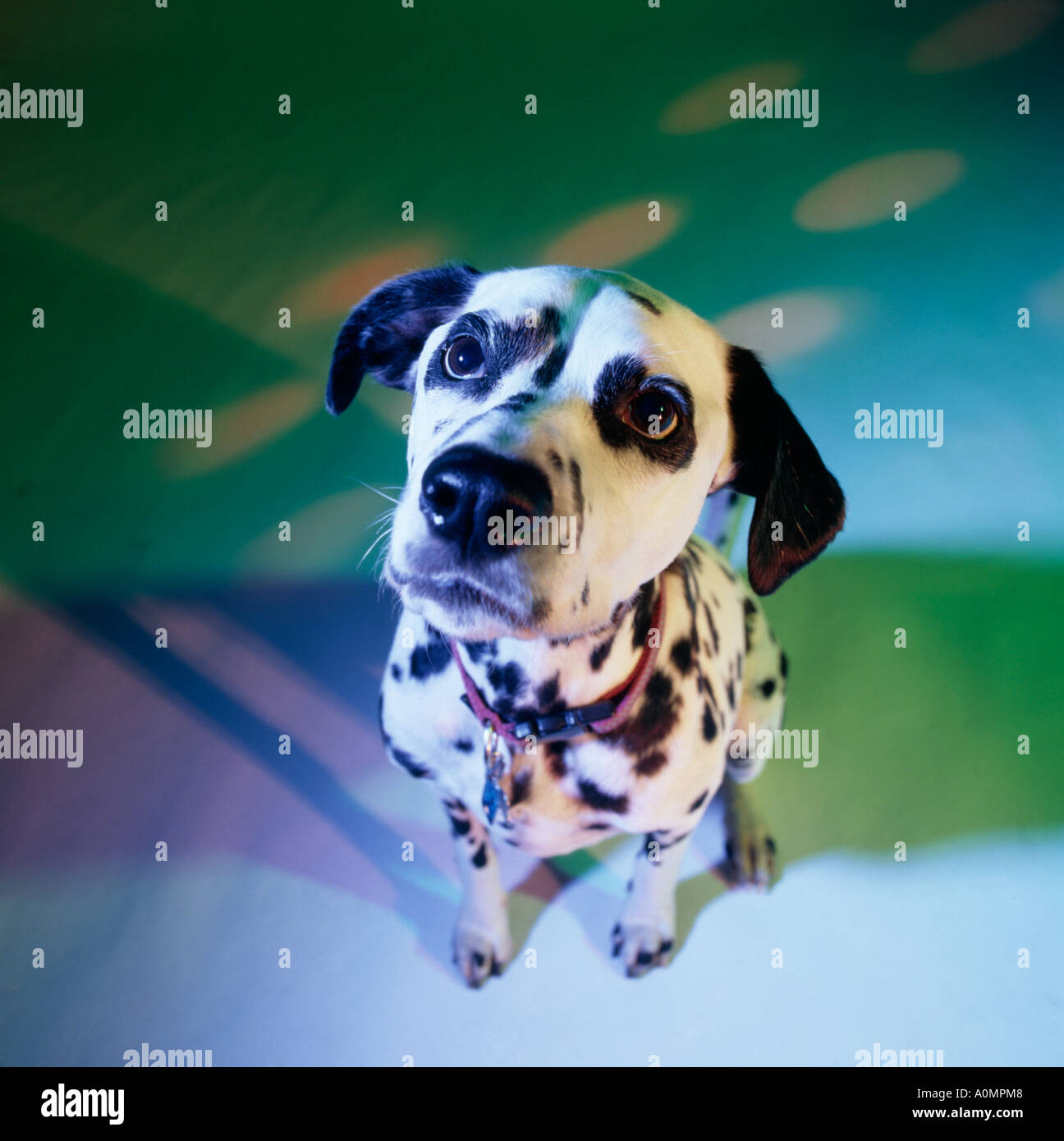 Dalmation illusion hi-res stock photography and images - Alamy