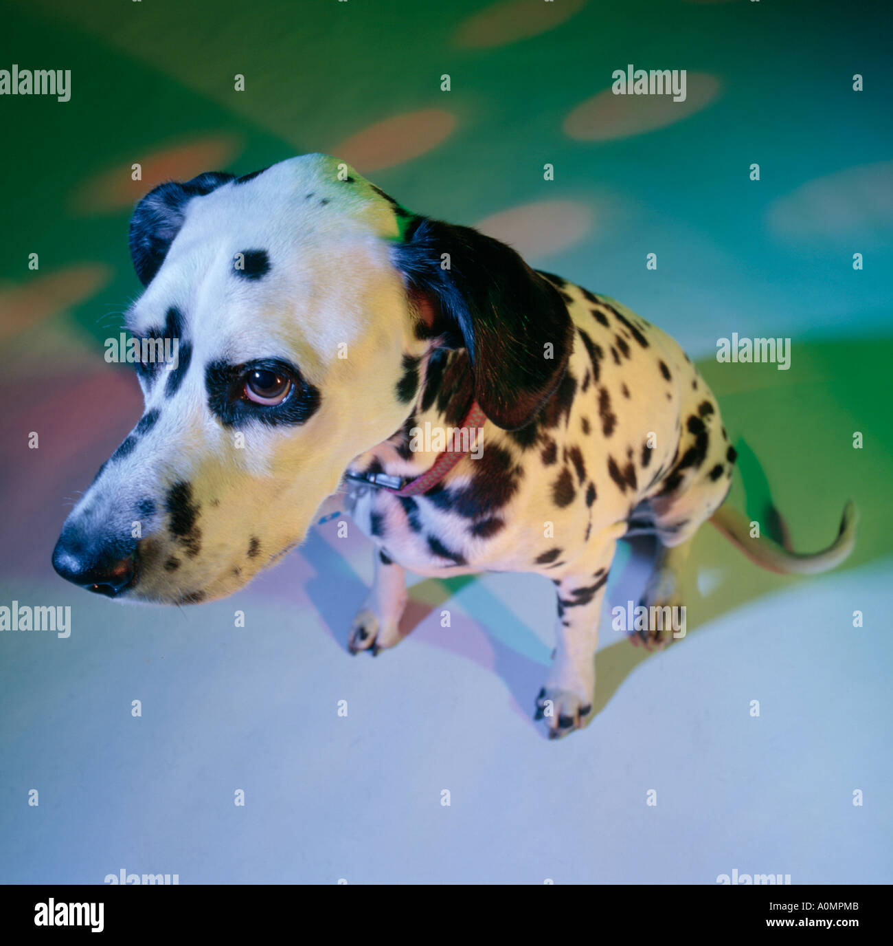 Pet look alike hi-res stock photography and images - Alamy