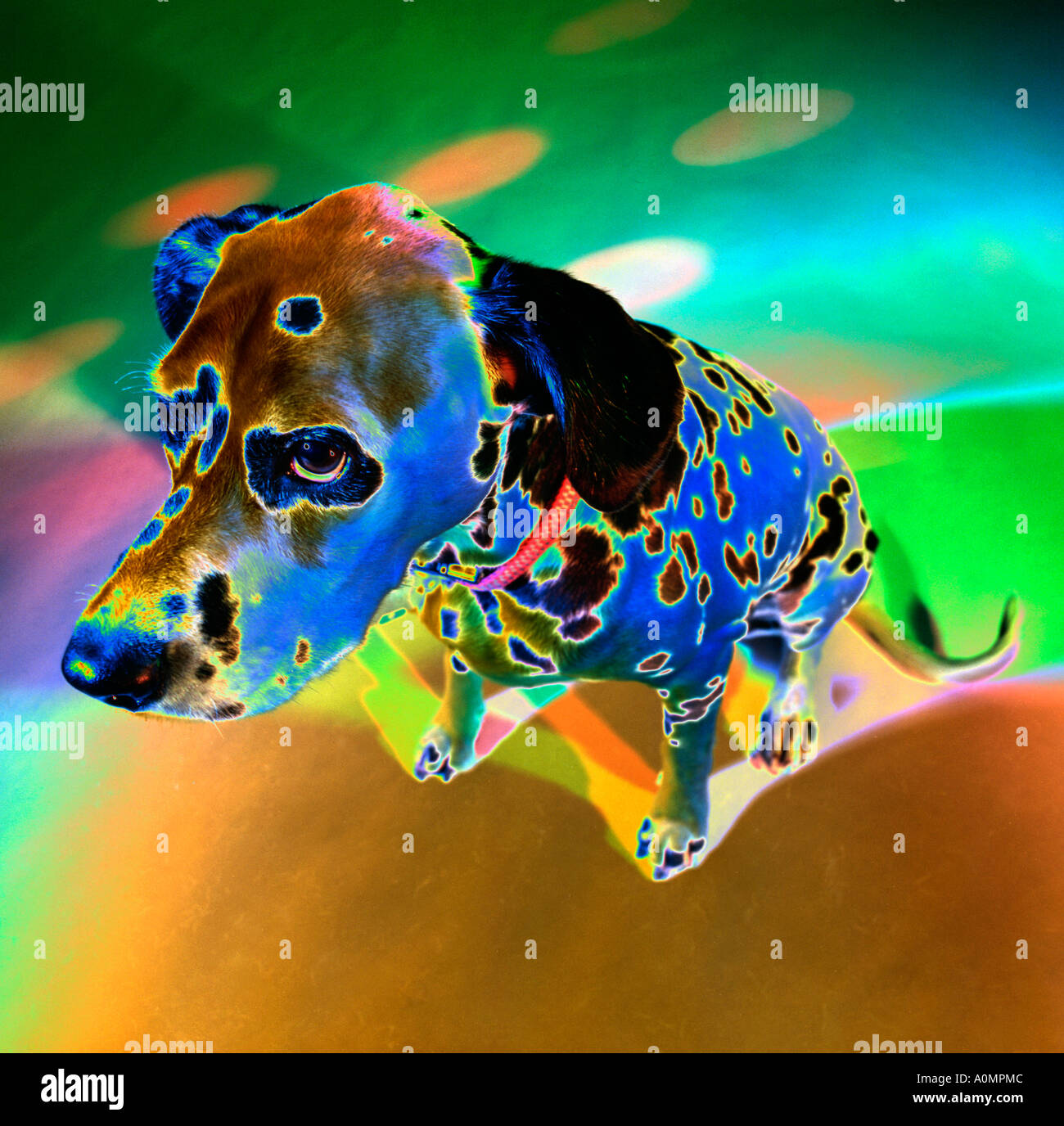 Dalmation dog illusion hi-res stock photography and images - Alamy