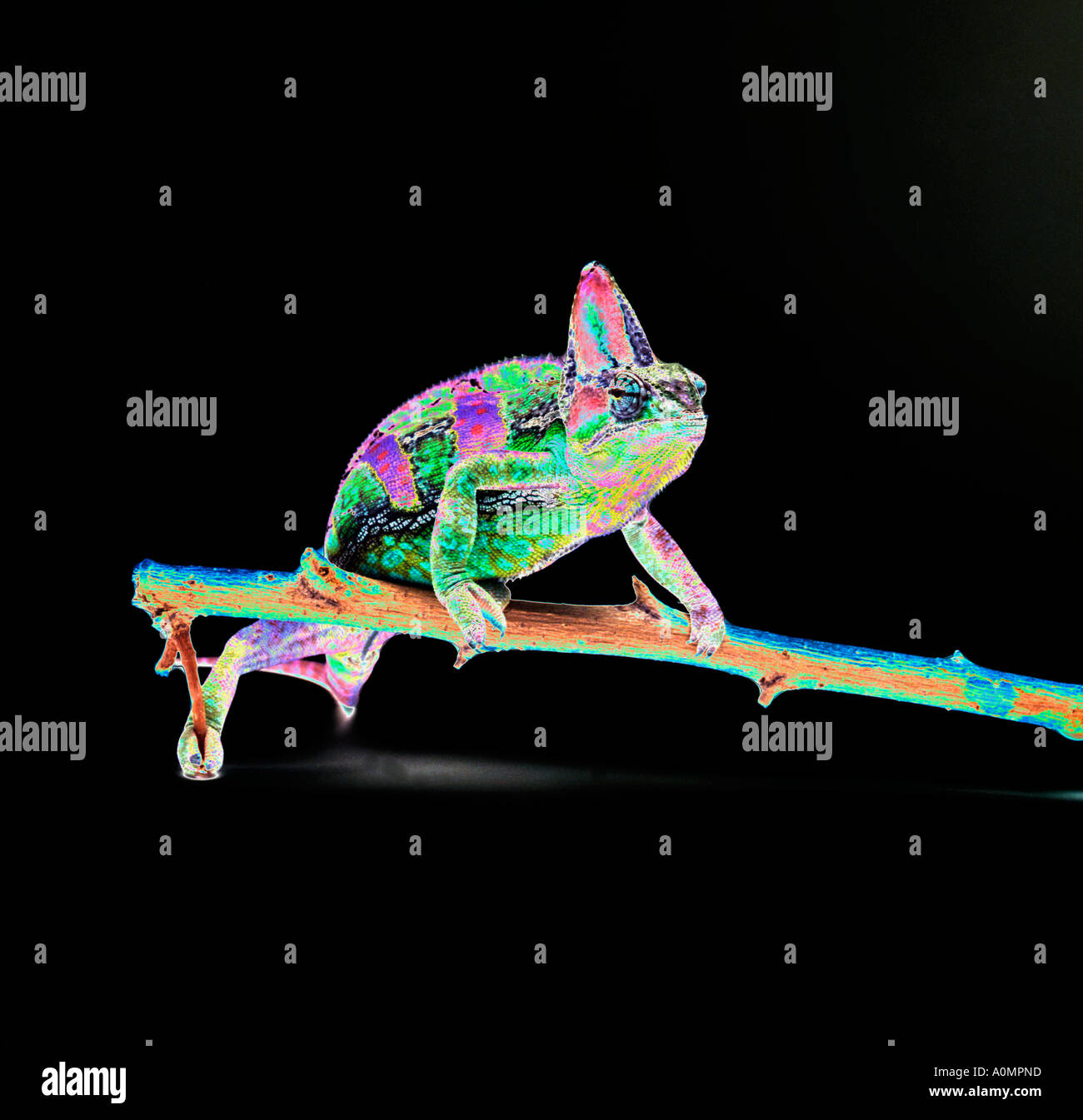abstract chameleon black background on stick twig copy space Stock ...
