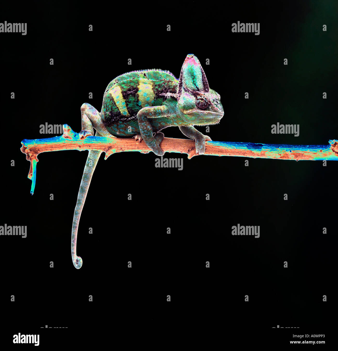 abstract chameleon black background on stick twig copy space Stock ...