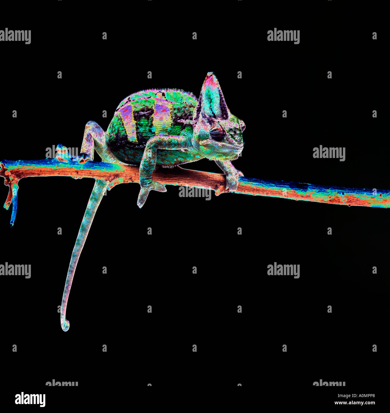 abstract chameleon black background on stick twig Stock Photo - Alamy
