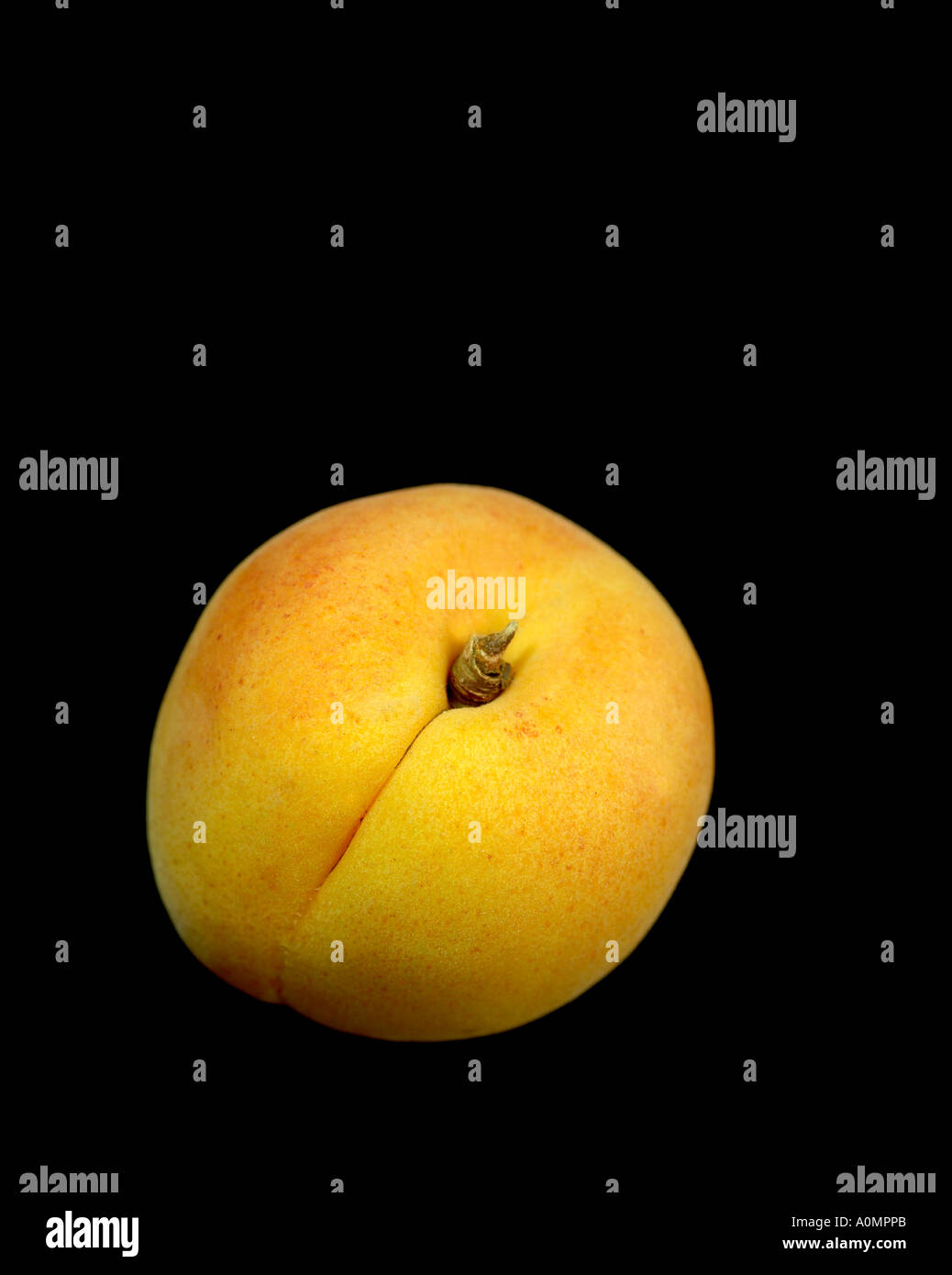 Apricot Super Gold on black background Stock Photo - Alamy