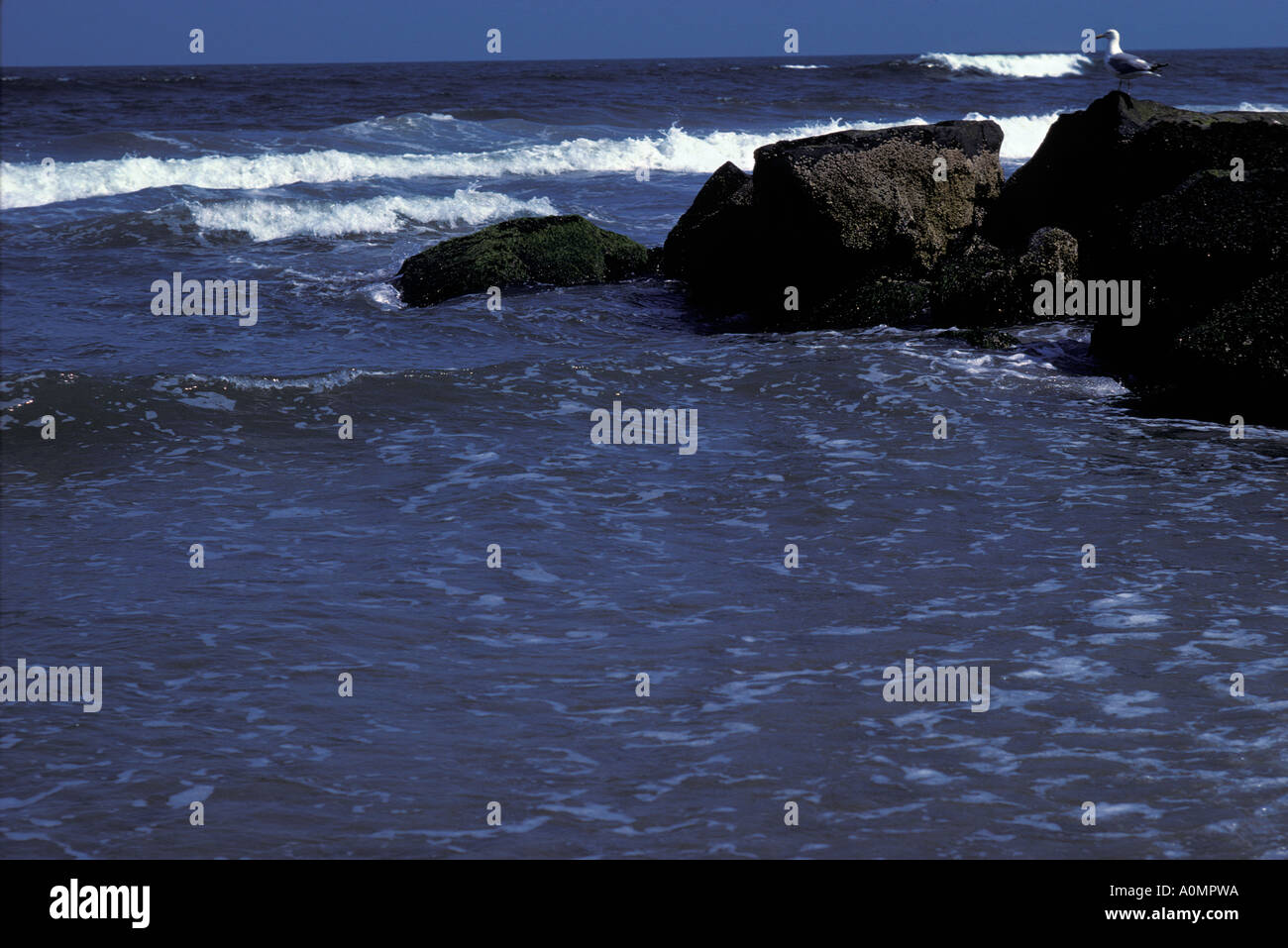 Seagull anatomy hi-res stock photography and images - Alamy