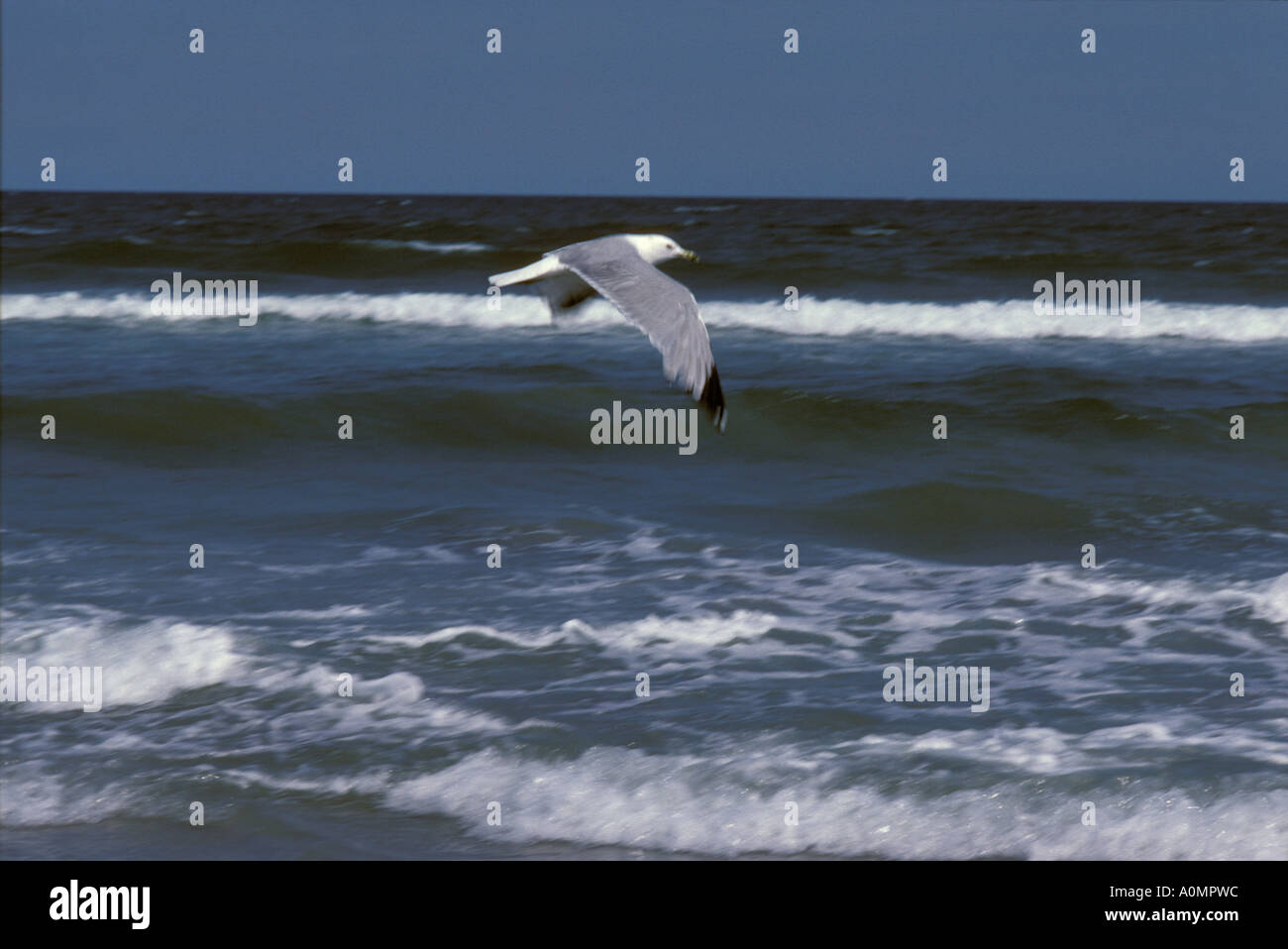 Seagull anatomy hi-res stock photography and images - Alamy