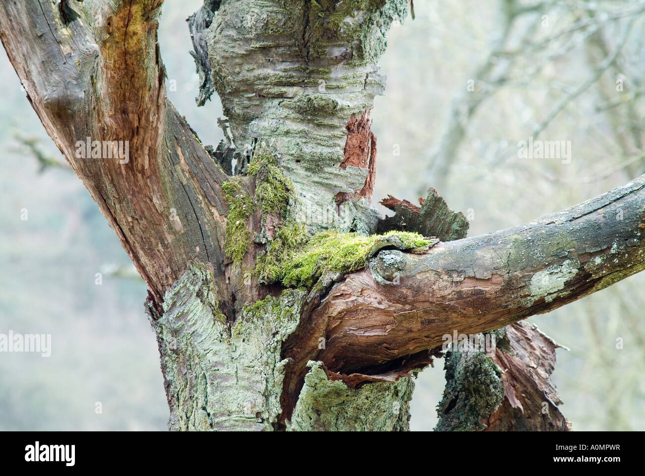 Knotty cherry hi-res stock photography and images - Alamy