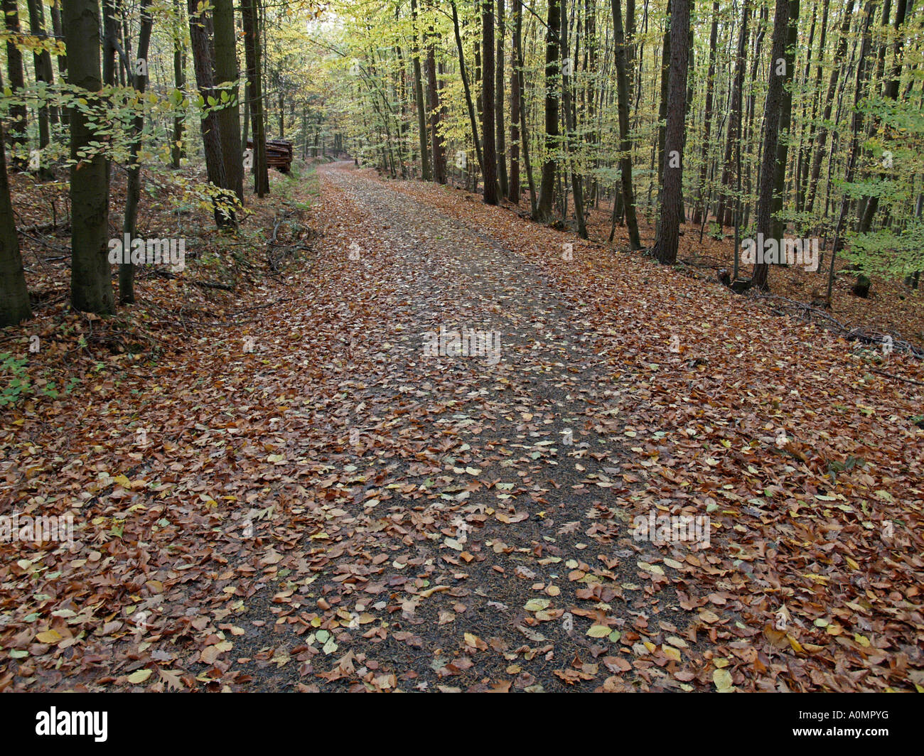forest track path covered with leaves in autumn Stock Photo - Alamy