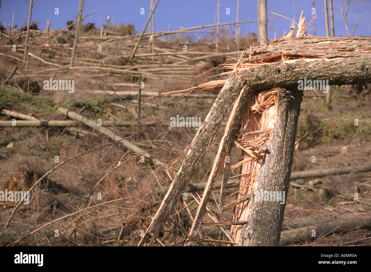 Snapped tree in storm hi-res stock photography and images - Alamy