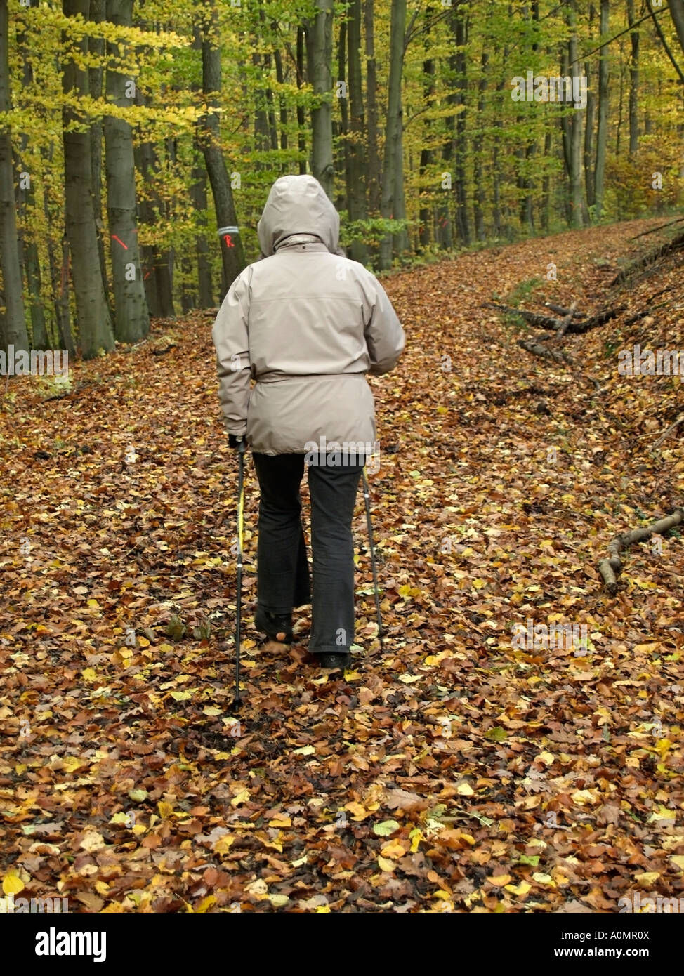 MR woman walking with sticks nordic walking on forest track path ...