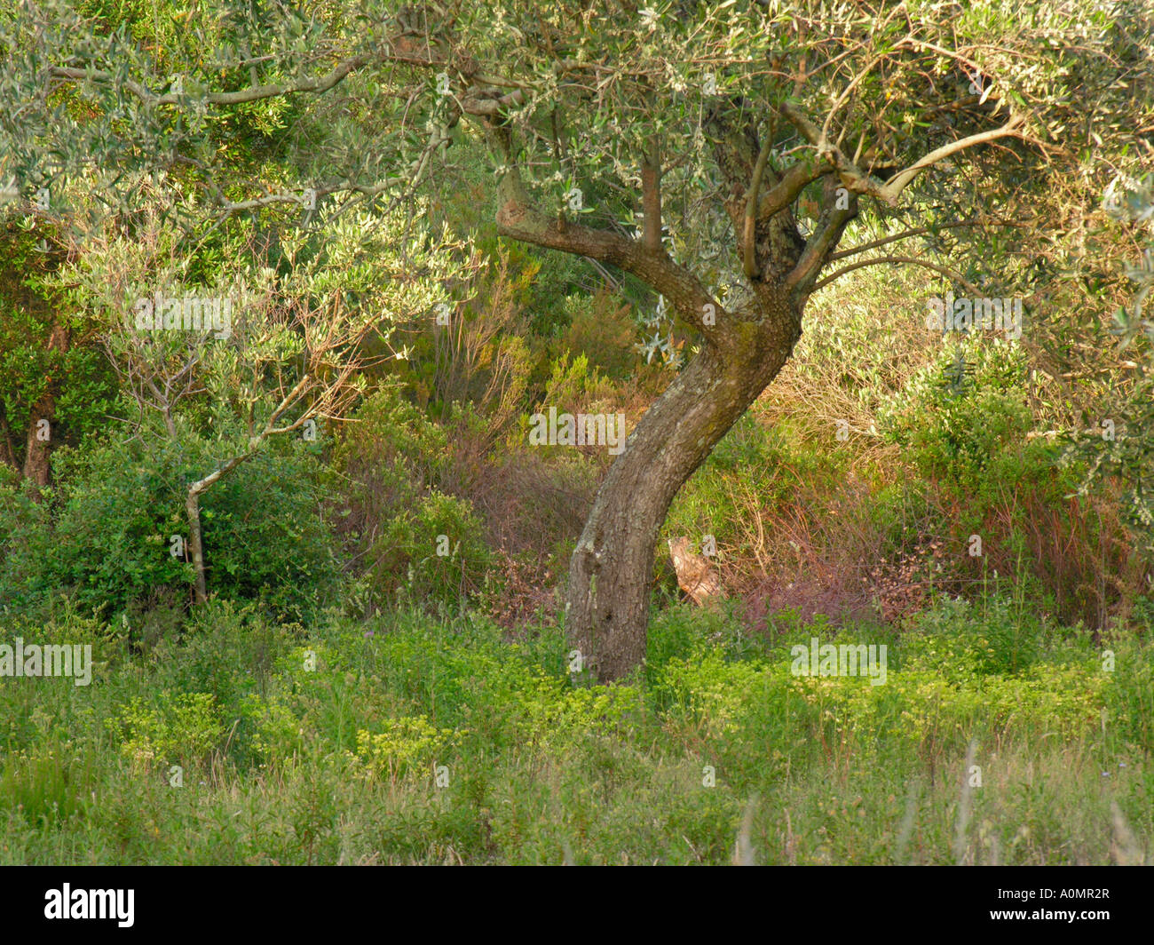 olive trees on meadow Stock Photo - Alamy