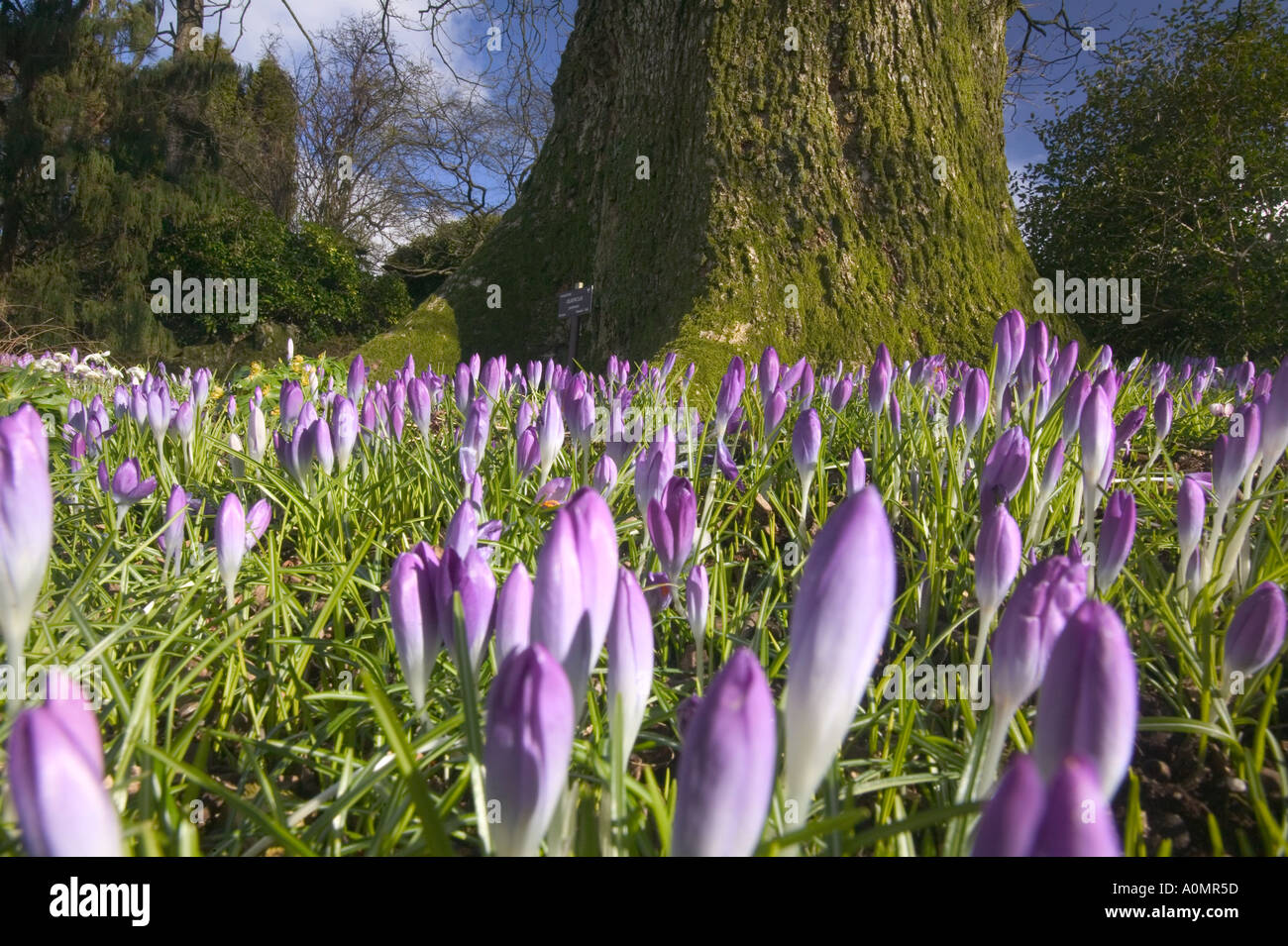 crocus growing beneath an oak tree Stock Photo - Alamy