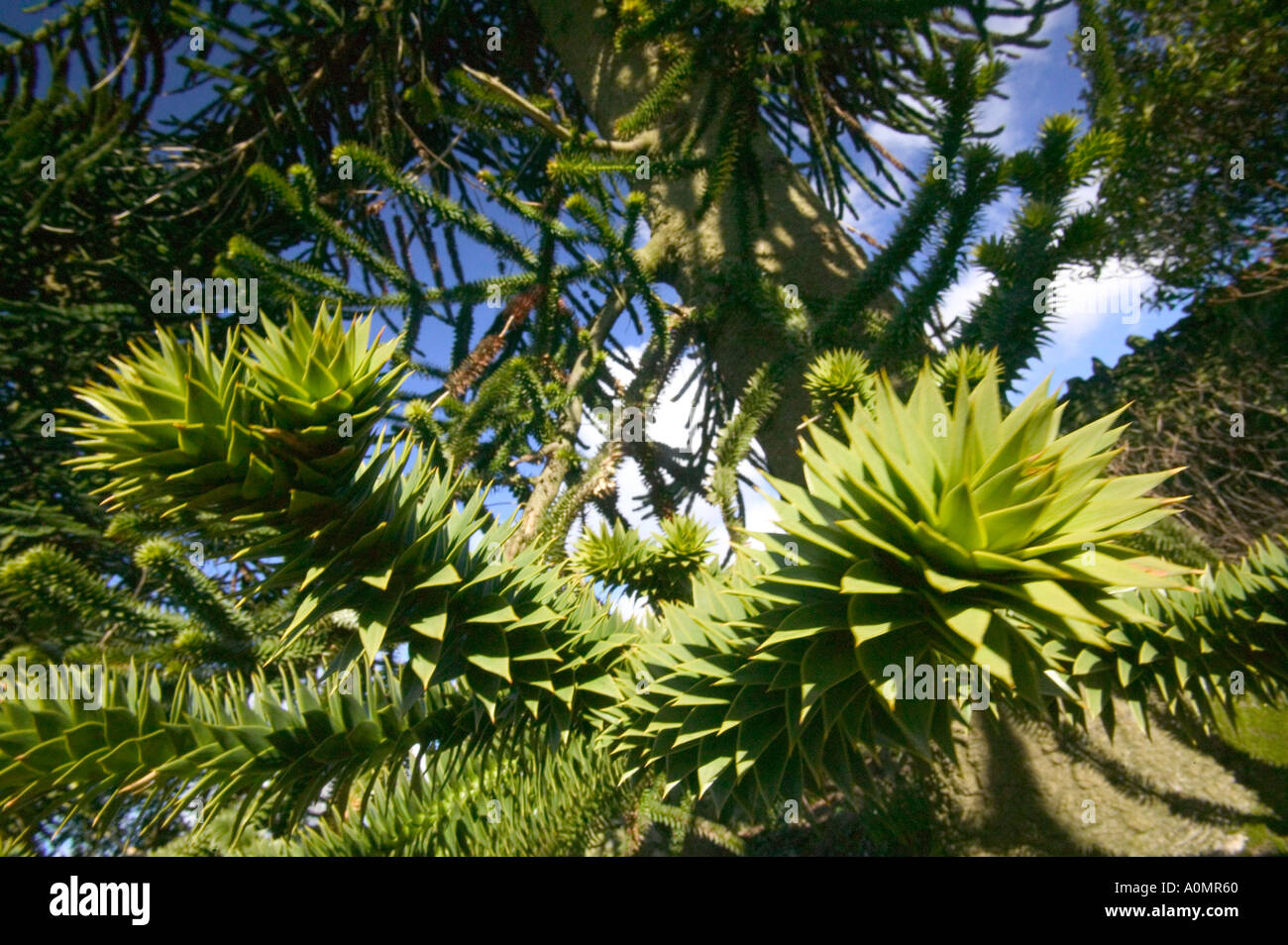 monkey puzzle tree Stock Photo - Alamy