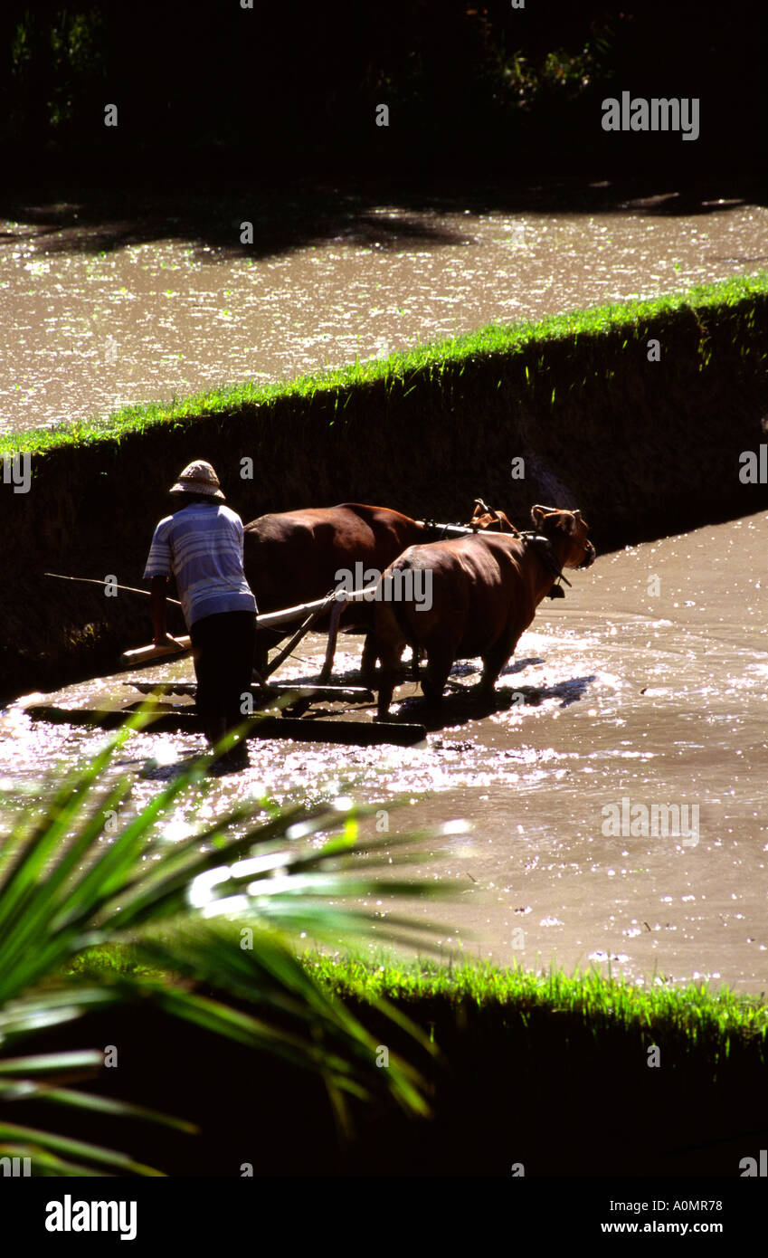 Farmer with water buffalo plowing a rice paddy near Ubud Bali Indonesia ...