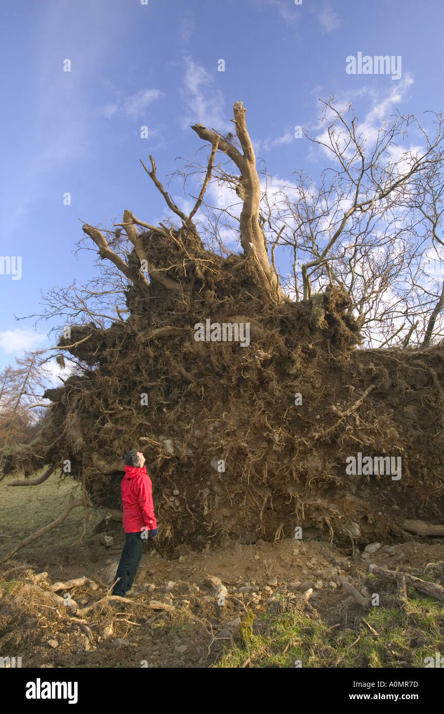 Sycamore tree roots hi-res stock photography and images - Alamy