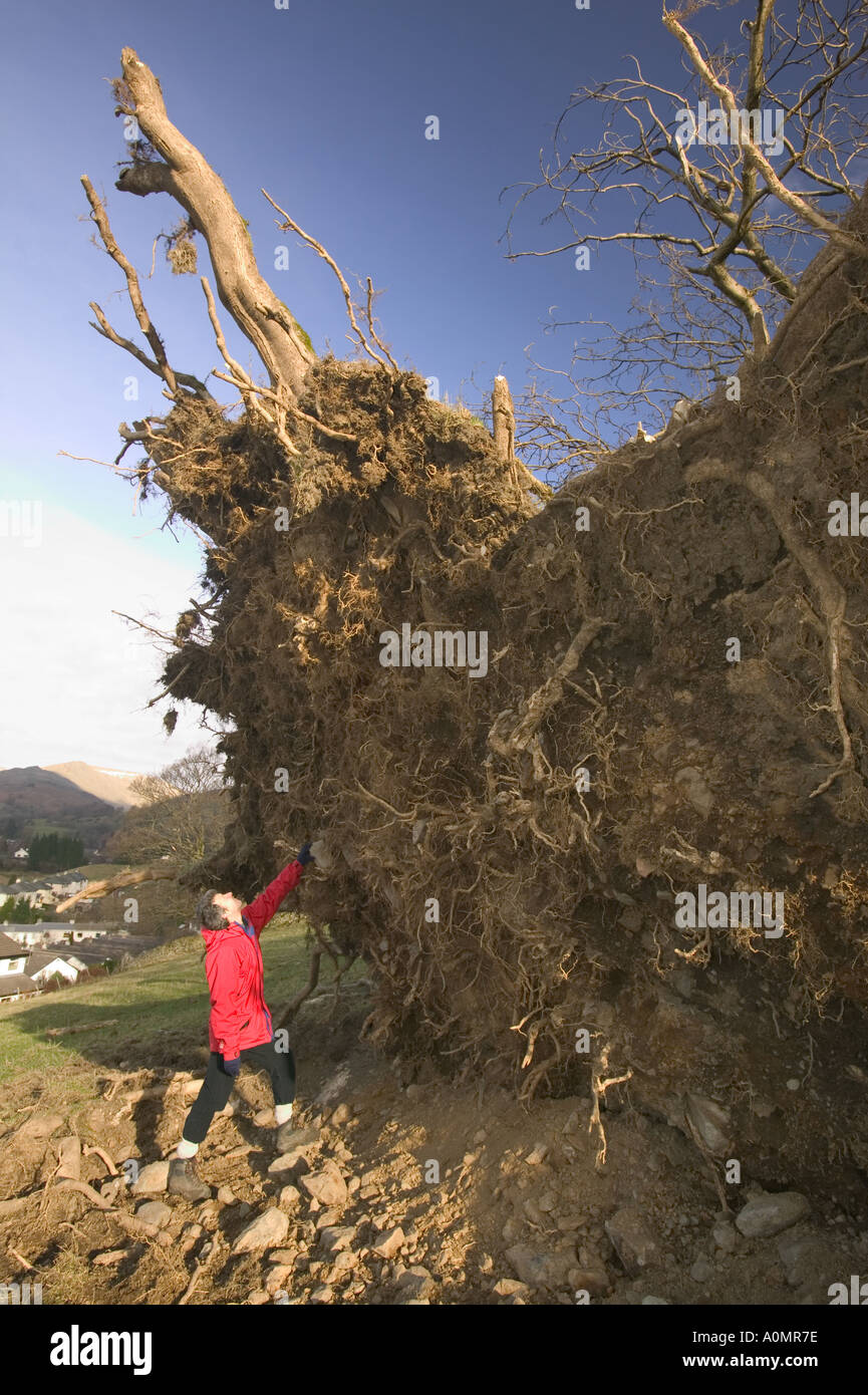Sycamore tree roots hi-res stock photography and images - Alamy