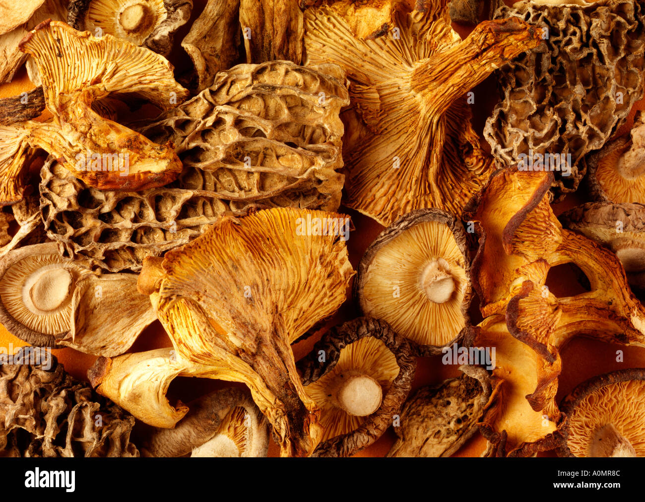 Assorted fungi hi-res stock photography and images - Alamy