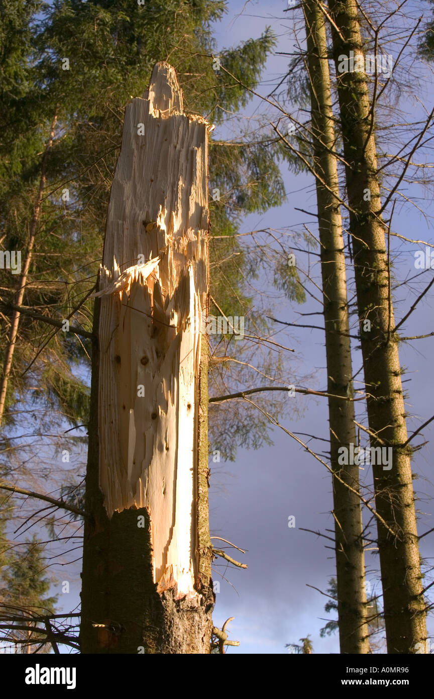 Snapped tree in storm hi-res stock photography and images - Alamy