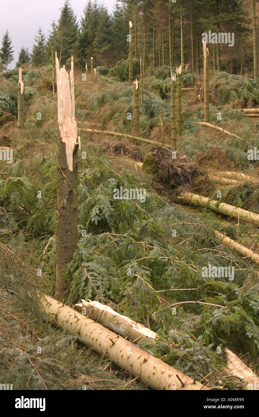 Conifers blown over and snapped on Latterbarrow Cumbria by storm force ...