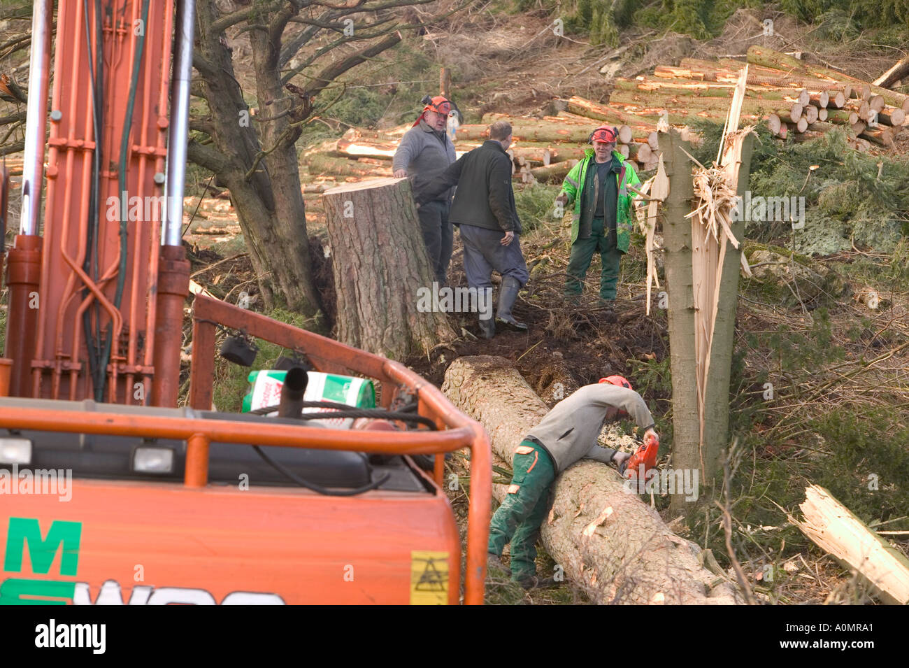 forestry commission clear up strom damage in Grizedale forest following ...