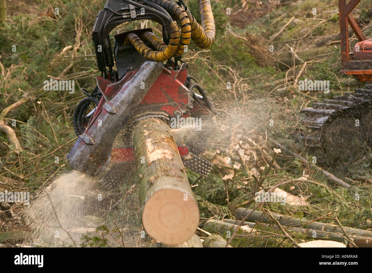 clearing up storm damaged trees in Grizedale forest following the jan ...