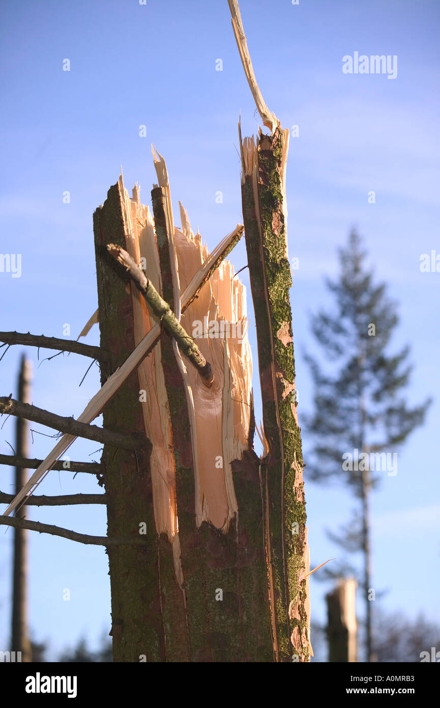 conifer snapped in half by storm force winds in Broughton moor forest ...