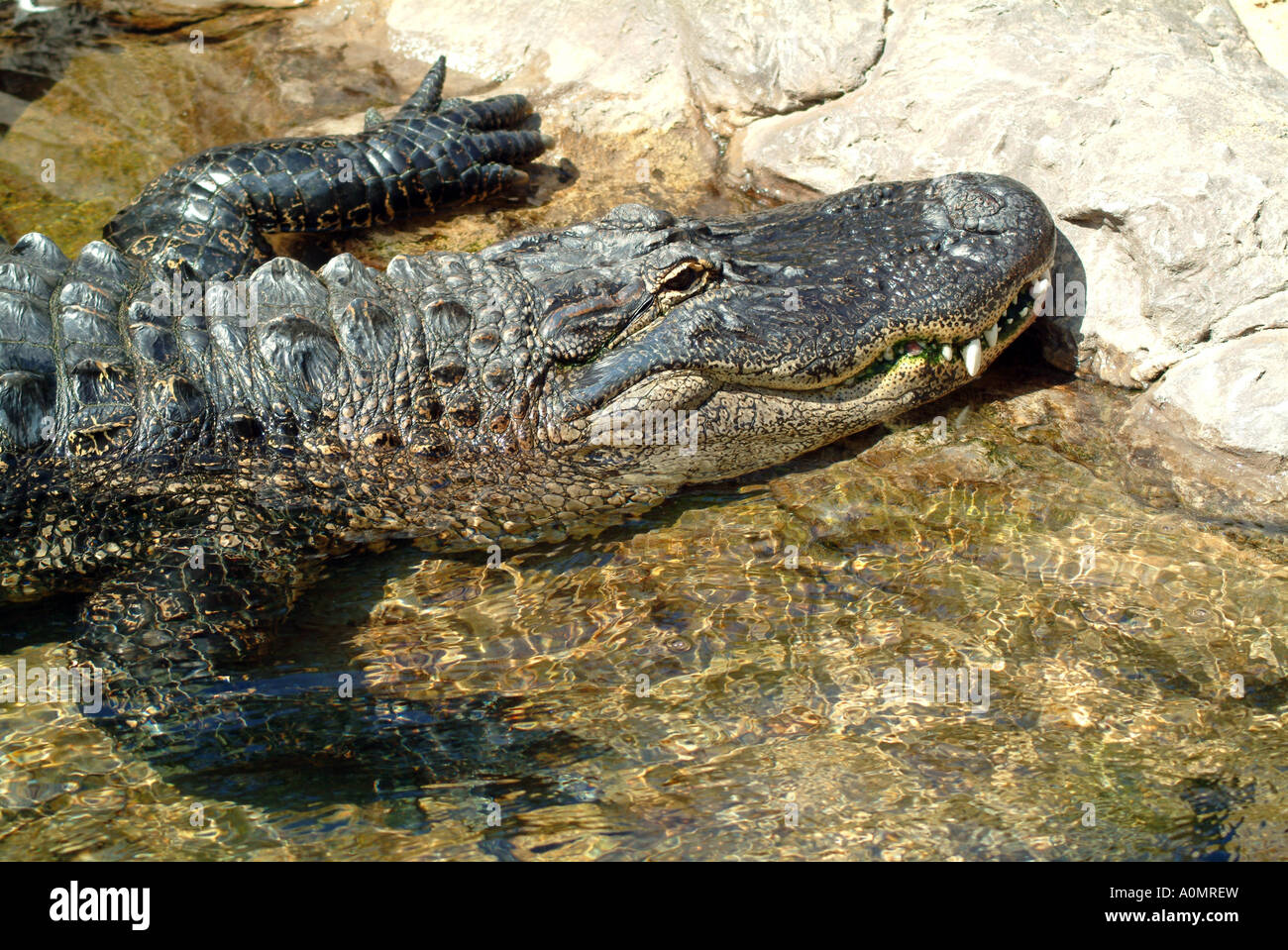 Krokodil hi-res stock photography and images - Alamy