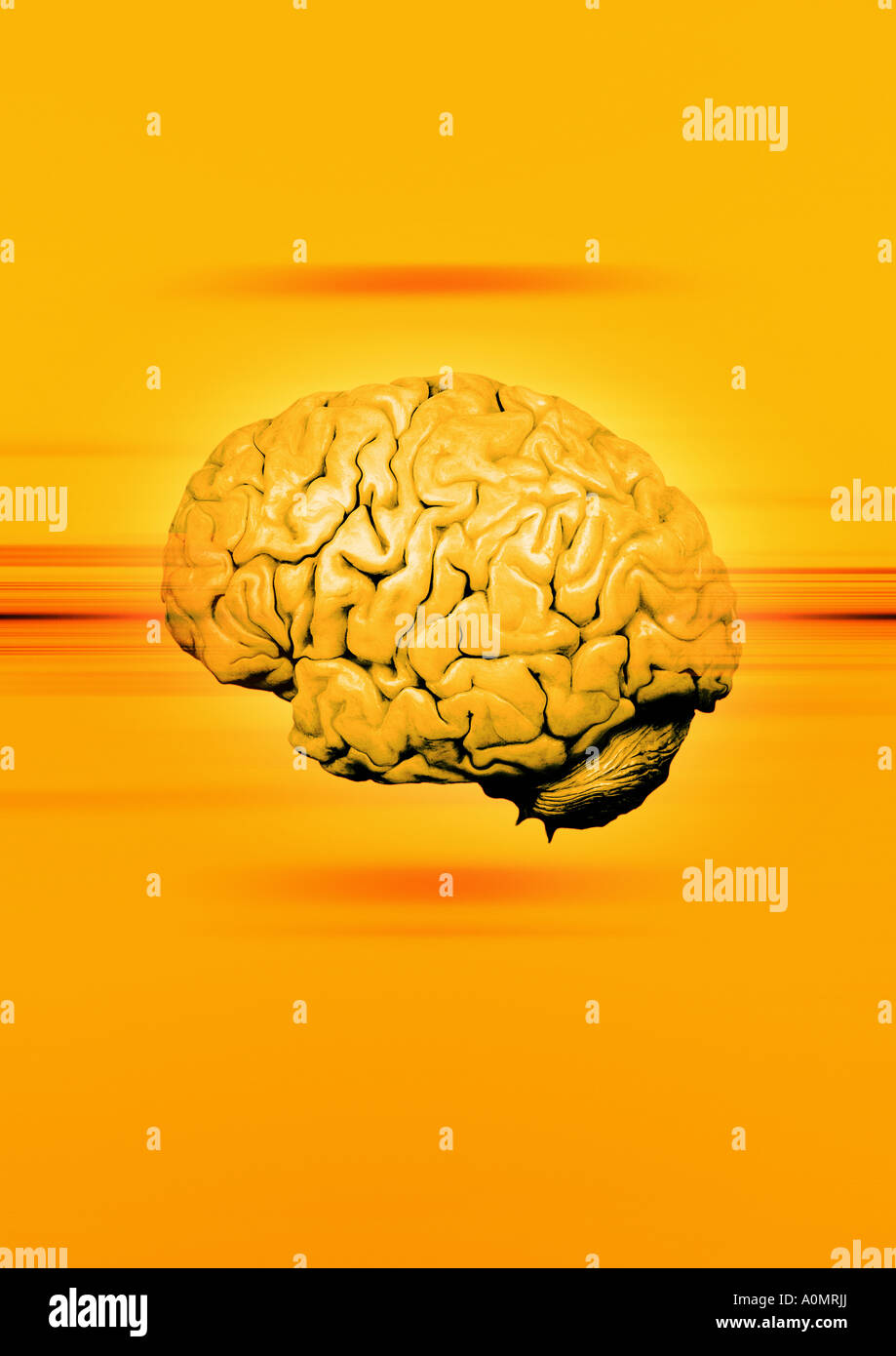 Brain diagram parts hi-res stock photography and images - Alamy