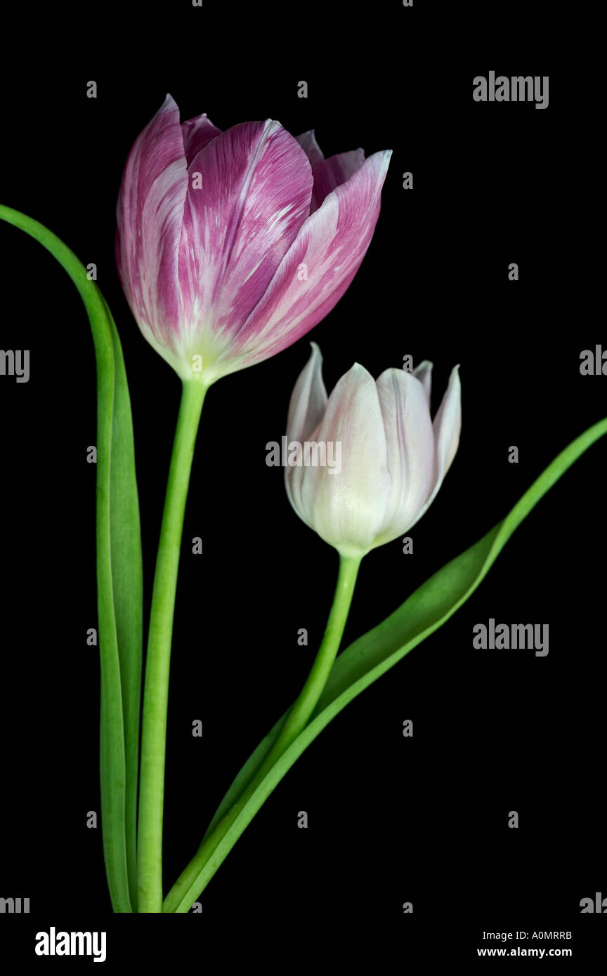 Two cut pink tulips hi-res stock photography and images - Alamy