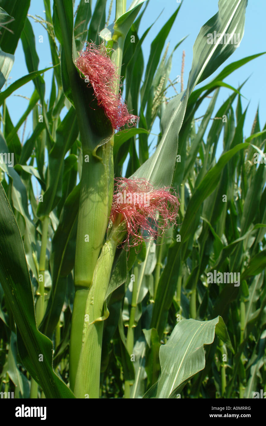 Mais feld hi-res stock photography and images - Alamy