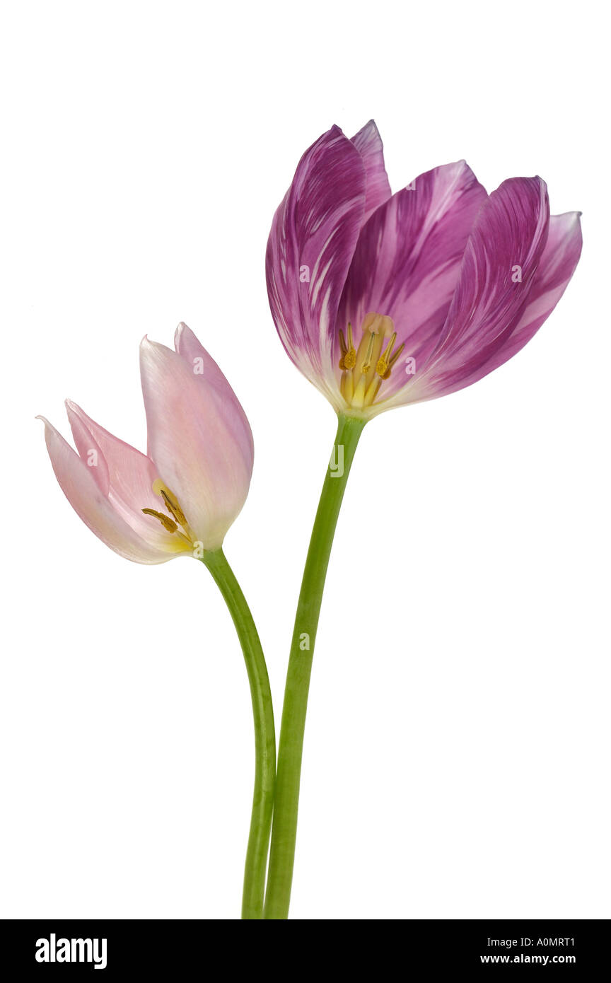 Two Cut Pink Tulips High Resolution Stock Photography and Images - Alamy