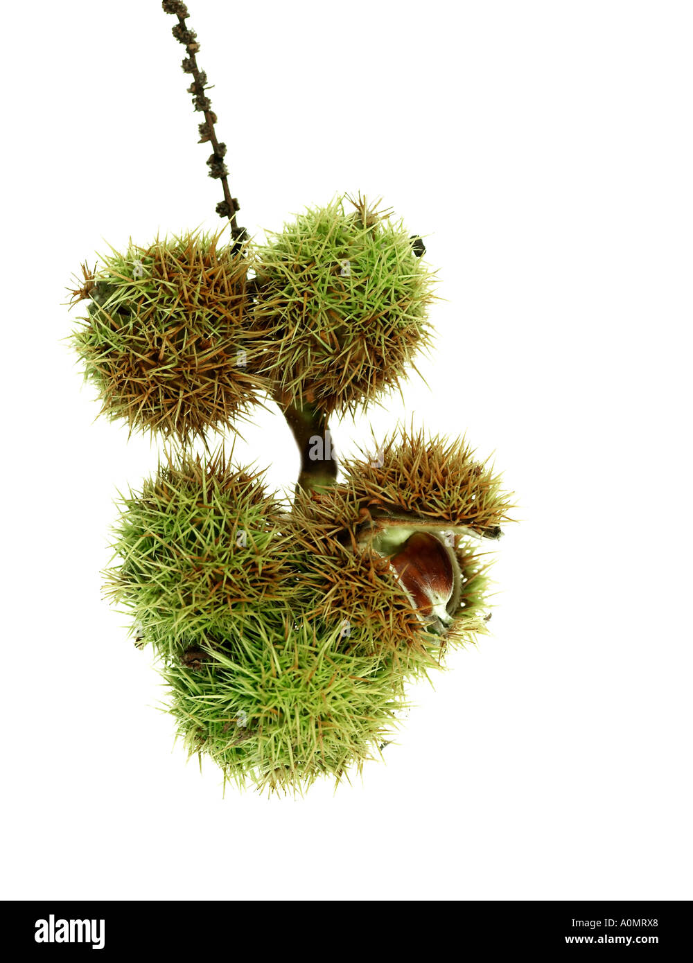 Sweet Chestnut case and nuts Castanea sativa Stock Photo - Alamy