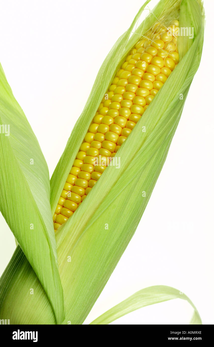 Sweet Corn Zea mays Corn on the Cob Stock Photo - Alamy