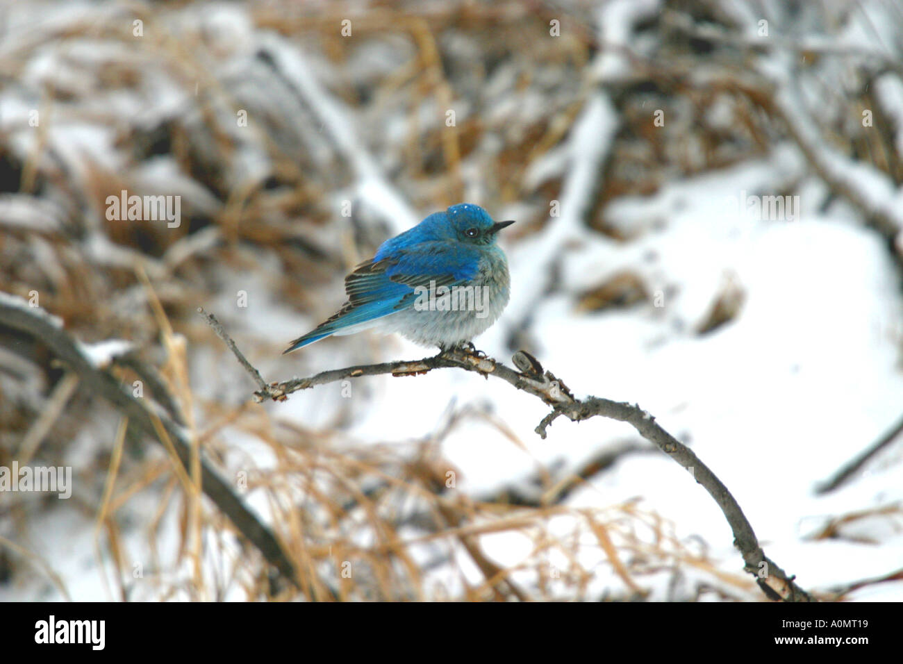 Birds of North America; Mountain bluebird; sialia currucoides Alberta ...