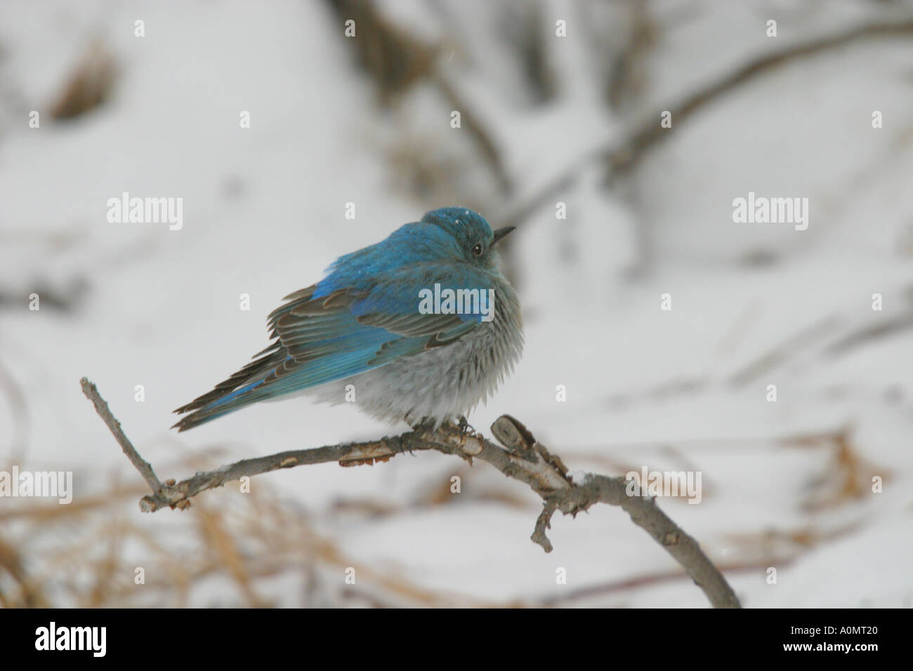 Birds of North America; Mountain bluebird; sialia currucoides; Alberta ...