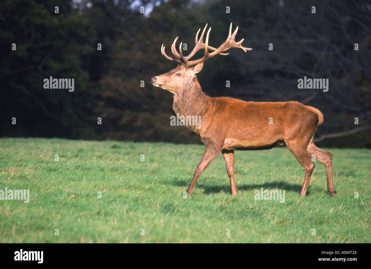 Mature male red deer hi-res stock photography and images - Alamy