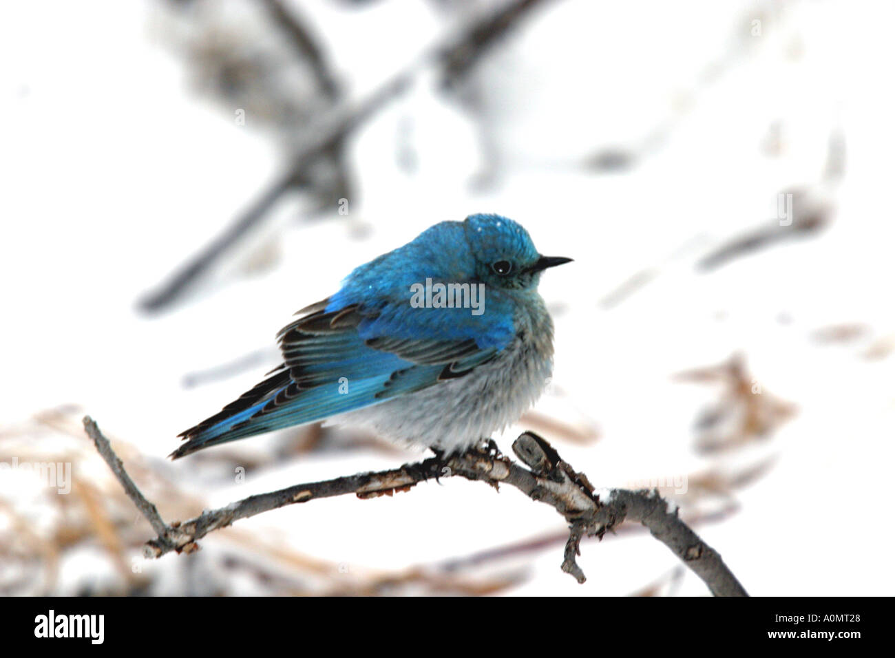 Birds of North America Mountain bluebird sialia currucoides Alberta ...