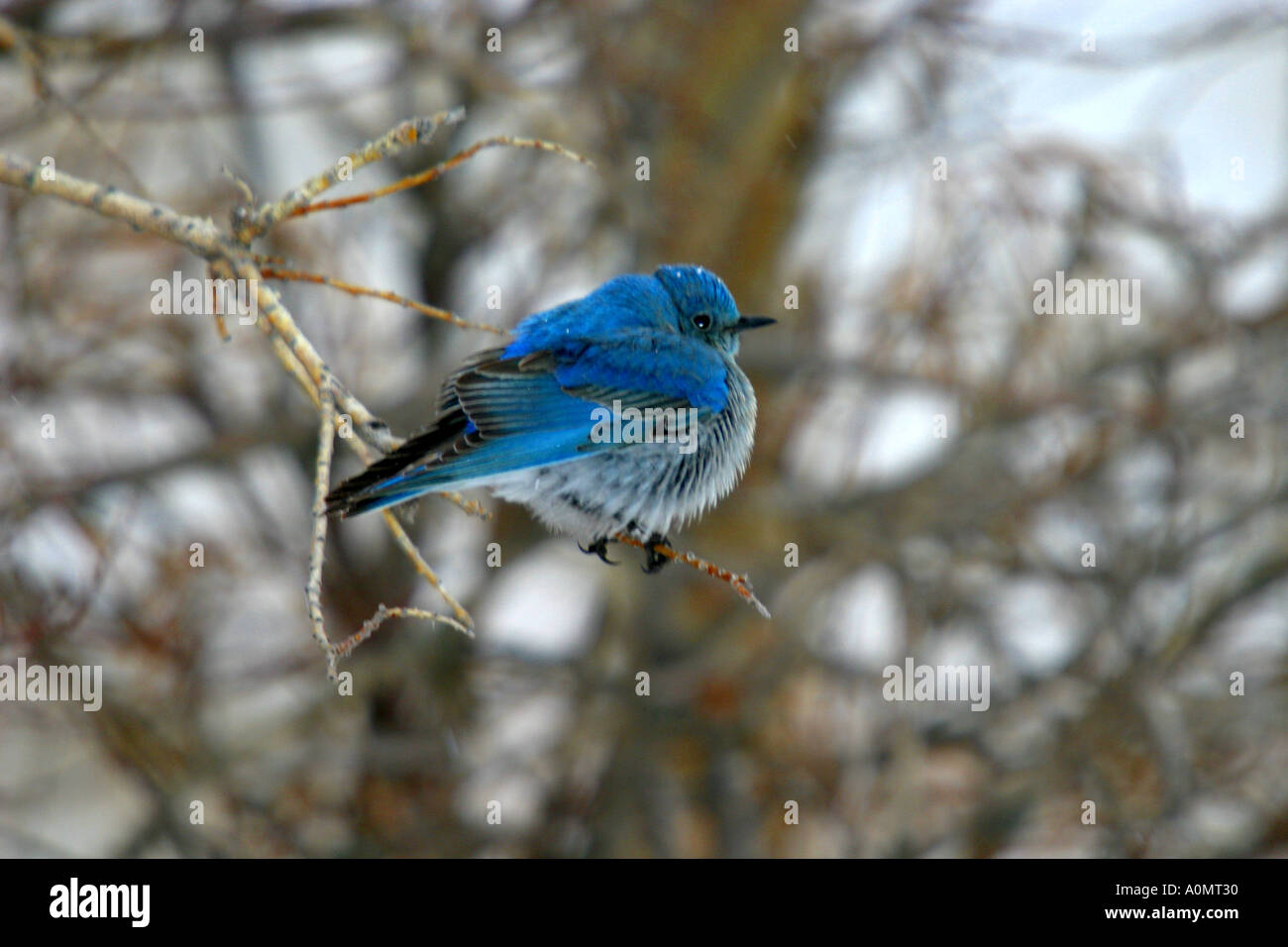 Birds of North America; Mountain bluebird; sialia currucoides Alberta ...